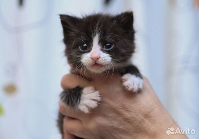 Крошечный котёнок мальчик