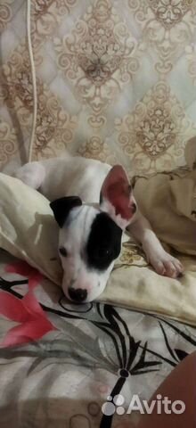 Щенок стаффорда