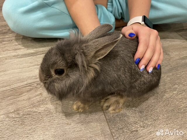 Кролик декоративный