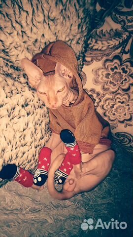 Канадский сфинкс вязка