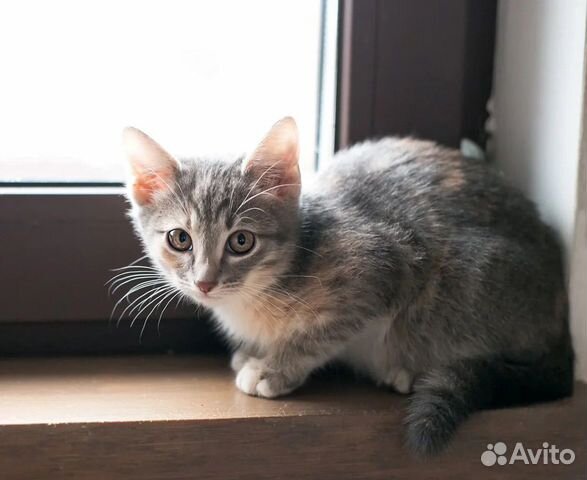 Котенок в добрые руки