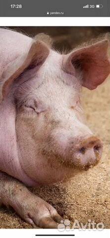 Куплу свиноматок, кабанов