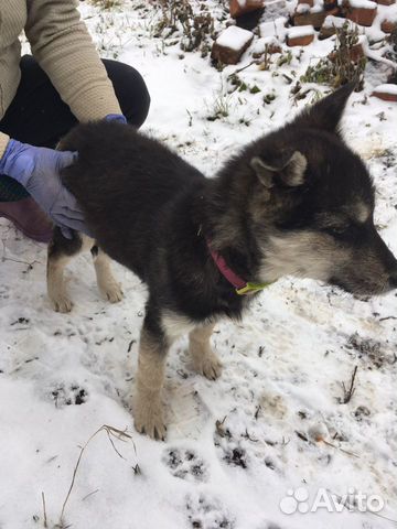 Алиса ищет дом