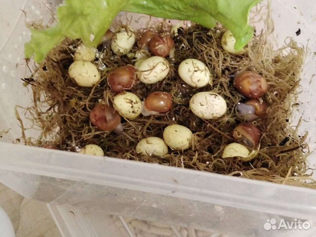 Улитки архахатины