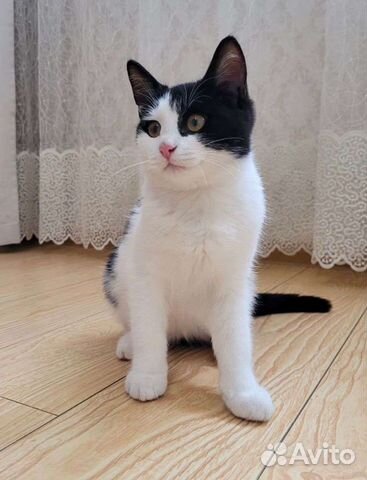 Котёнок Тимоша 5 месяцев