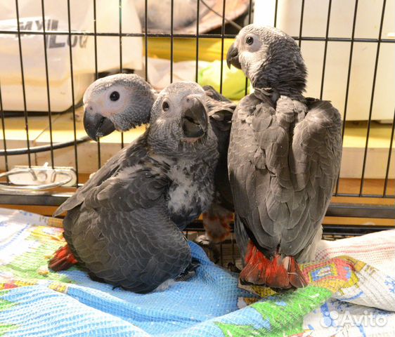 Серые попугаи выкормыши