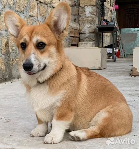 Вельш-корги / Корги