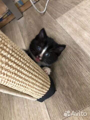 Котенок девочка Буся