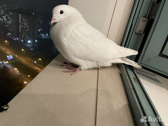Найдены голуби белые