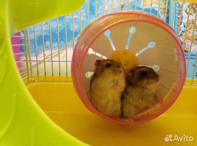 Джунгарские хомячки