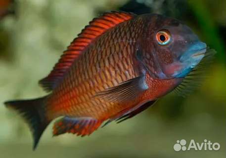 Трофеус Мура Молиро