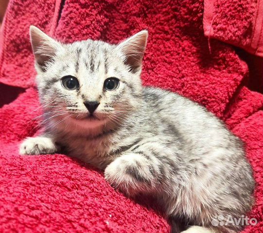 Котенок Чип 1,5 мес Спасение