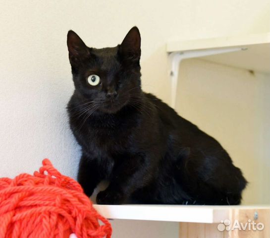 Кошка Черника