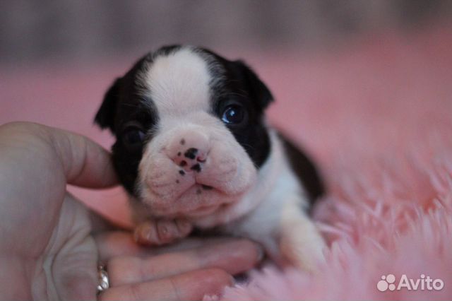 Бостон терьер