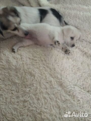 Отдам в хорошие руки щенка 5 месяцев очень игривый