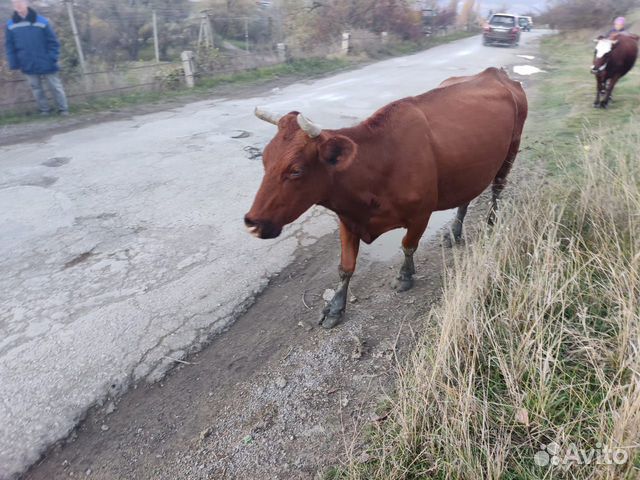 Корова дойная, молочная