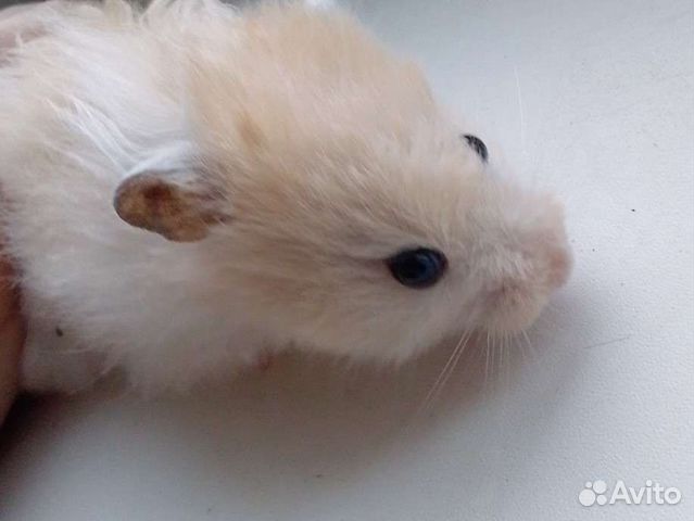 Джунгарский хомяк бесплатно
