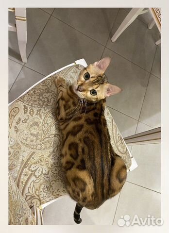 Ищем бенгальского кота для вязки