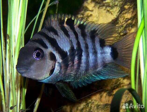 Рыба цихлиды чернополосые
