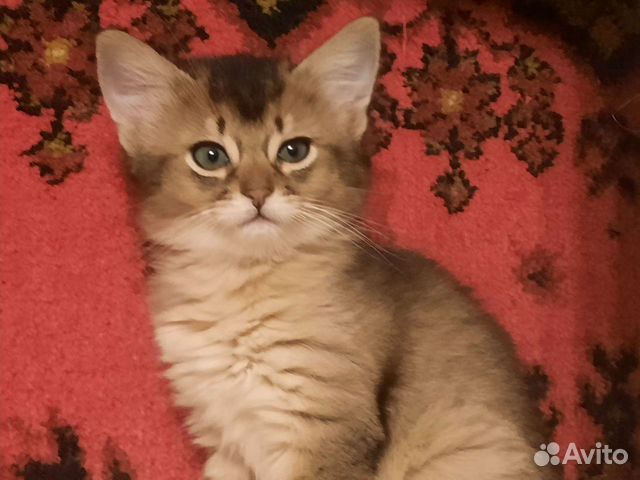 Сомалийская