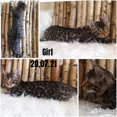 Шикарная бенгальская кошечка