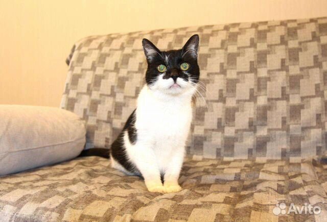 Кот Фадей в добрые руки