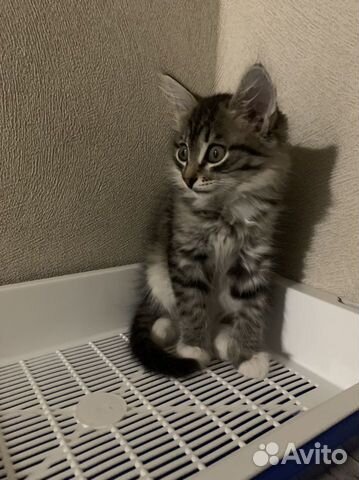 Котёнок отдам в добрые руки
