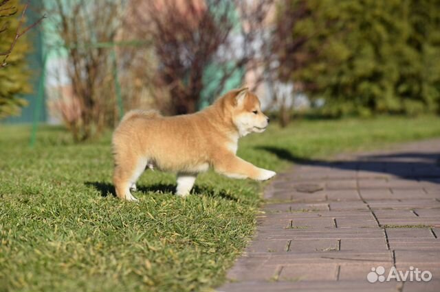 Мальчик Сиба чисто рыжего окраса