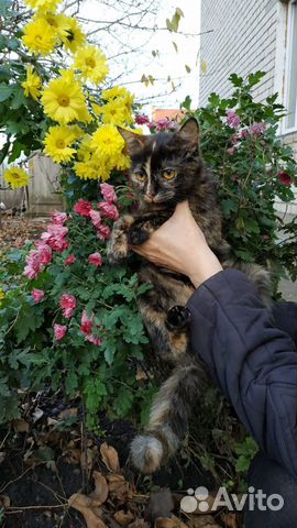 Отдадим котенка