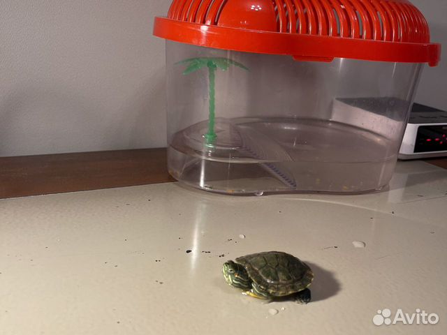 Отдаем веселую красноухую черепашку