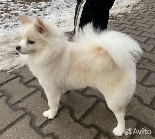 Шпиц