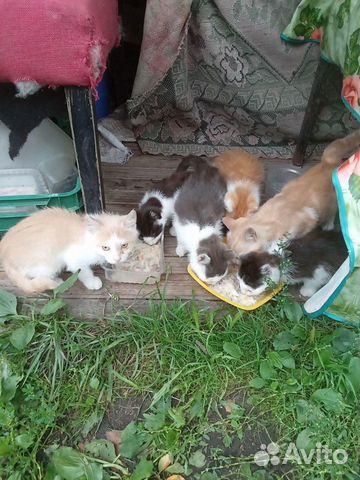 Котята-подростки