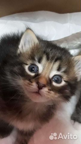 Котята 1мес