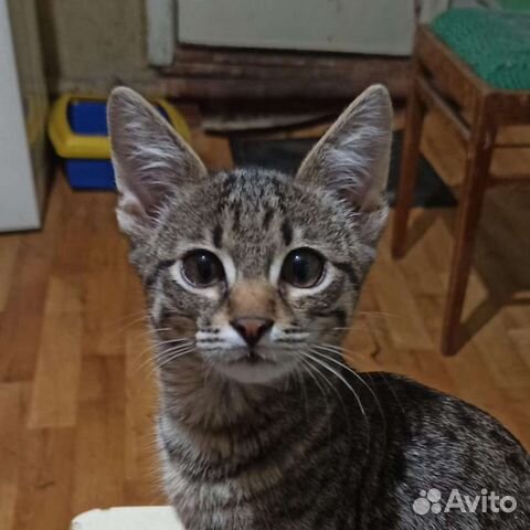 Мегаласковый котик ищет дом