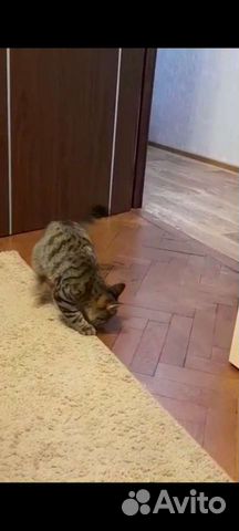 Кошечка ласковая игрунья