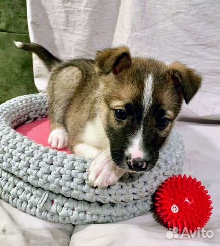 Щенки бесплатно в добрые руки