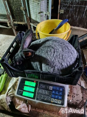 Крол Полтавское серебро