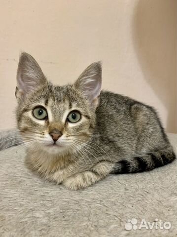 Просто Пуговка