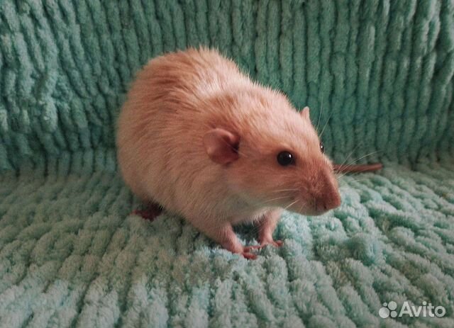 Крыса дамбо сиамская