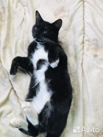 Супер-Котик 4 месяца