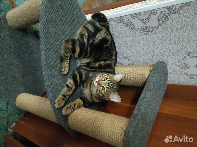 Курильский бобтейл, мальчик, в активном поиске