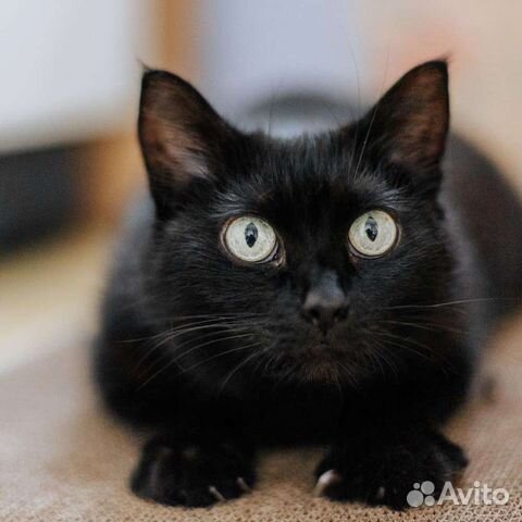 Нежная Шаня