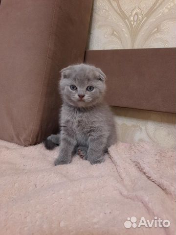 Вислоухие котята