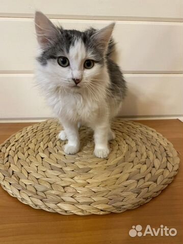 Кошечка