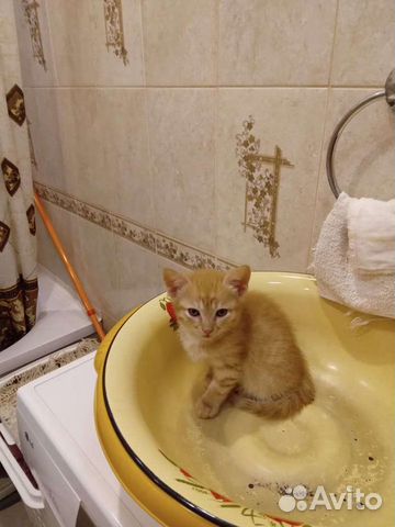 Кошечка рыженькая