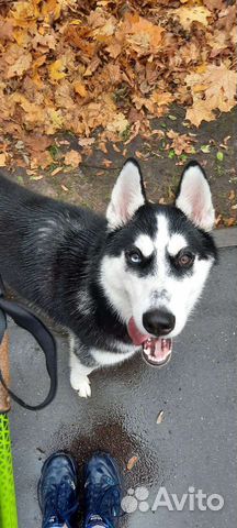 Сибирский хаски