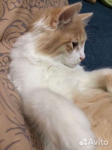 Котенок ищет дом