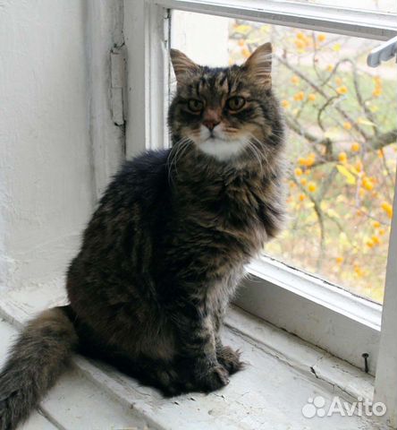 Кот в добрые руки