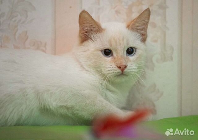 Тайчонок ред пойнт в дар