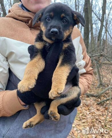 Собаки бесплатно в добрые руки щенки